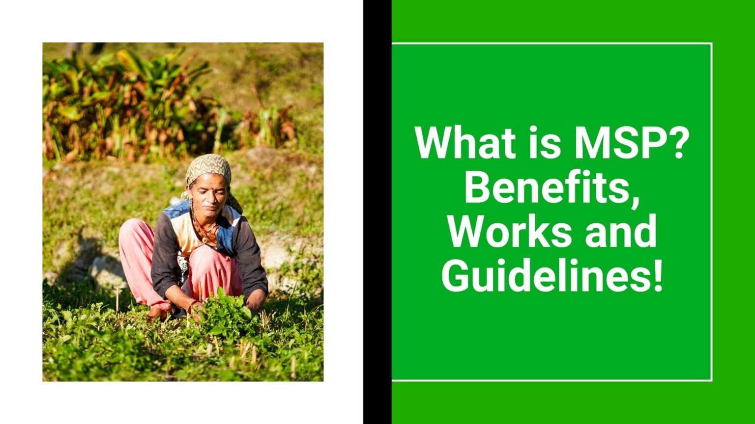 What is MSP? Benefits, Works and Guidelines!